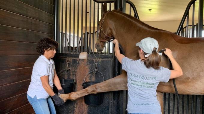 Tecnici di scuderia e fisioterapisti equini Equiter: la Lombardia li ...