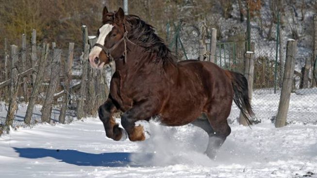 Caitpr: ecco la nuova generazione di stalloni - Cavallo Magazine