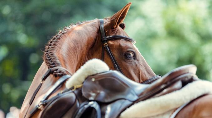 Longines FEI European Championships: Dressage and Jumping - ready to go ...
