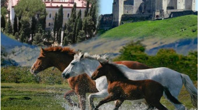 A Melfi un convegno sui cavalli che diedero vita alla Real Razza di ...