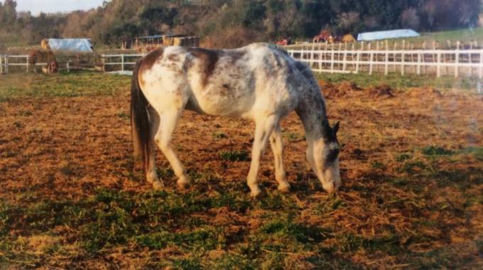 Storia di Puccio, il cavallo che senza criniera era depresso - Cavallo ...