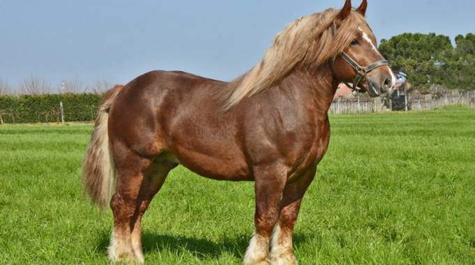 Disponibili due Mister Universo Cavallo Agricolo Italiano da Tiro ...