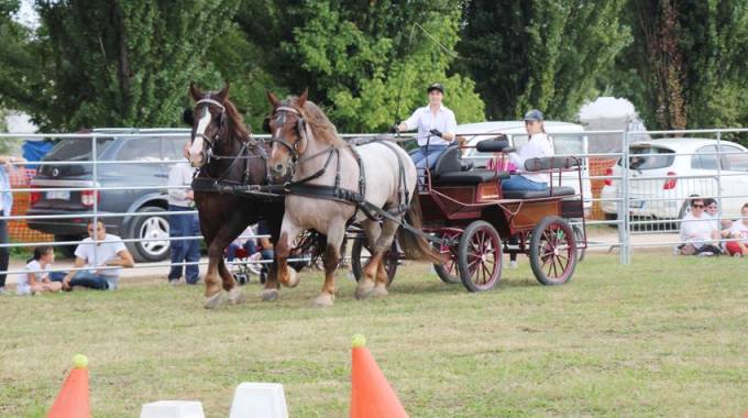 Verona: a Isola della Scala il TPR è tornato a casa - Cavallo Magazine